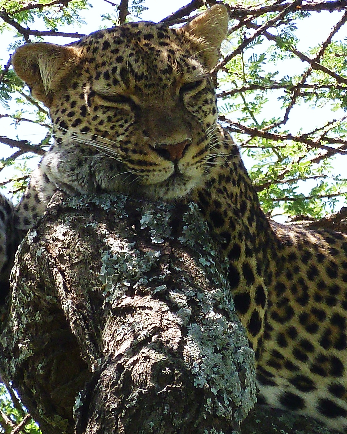 Ballooning – MrKremerScience.com