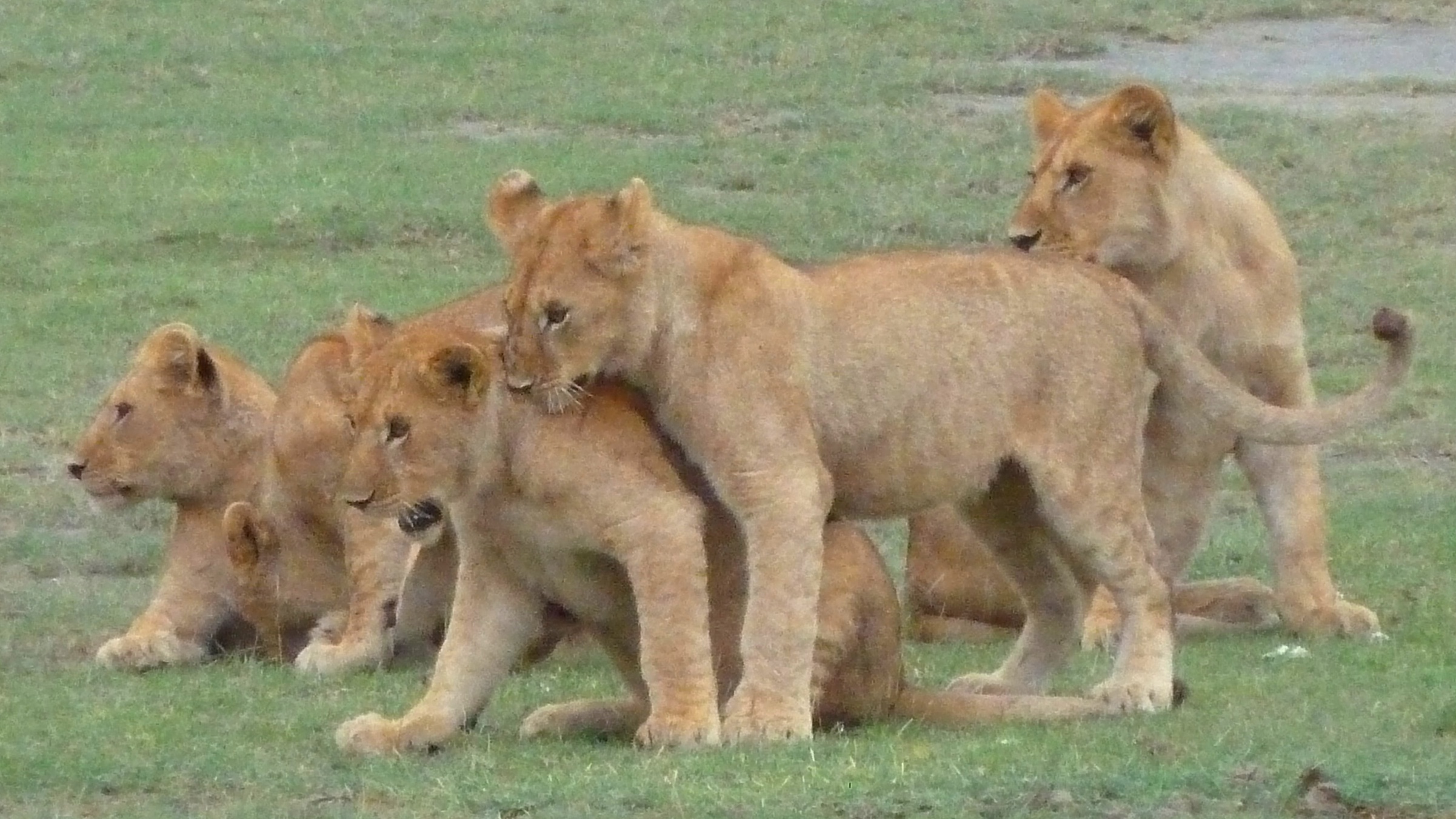 Ballooning – MrKremerScience.com