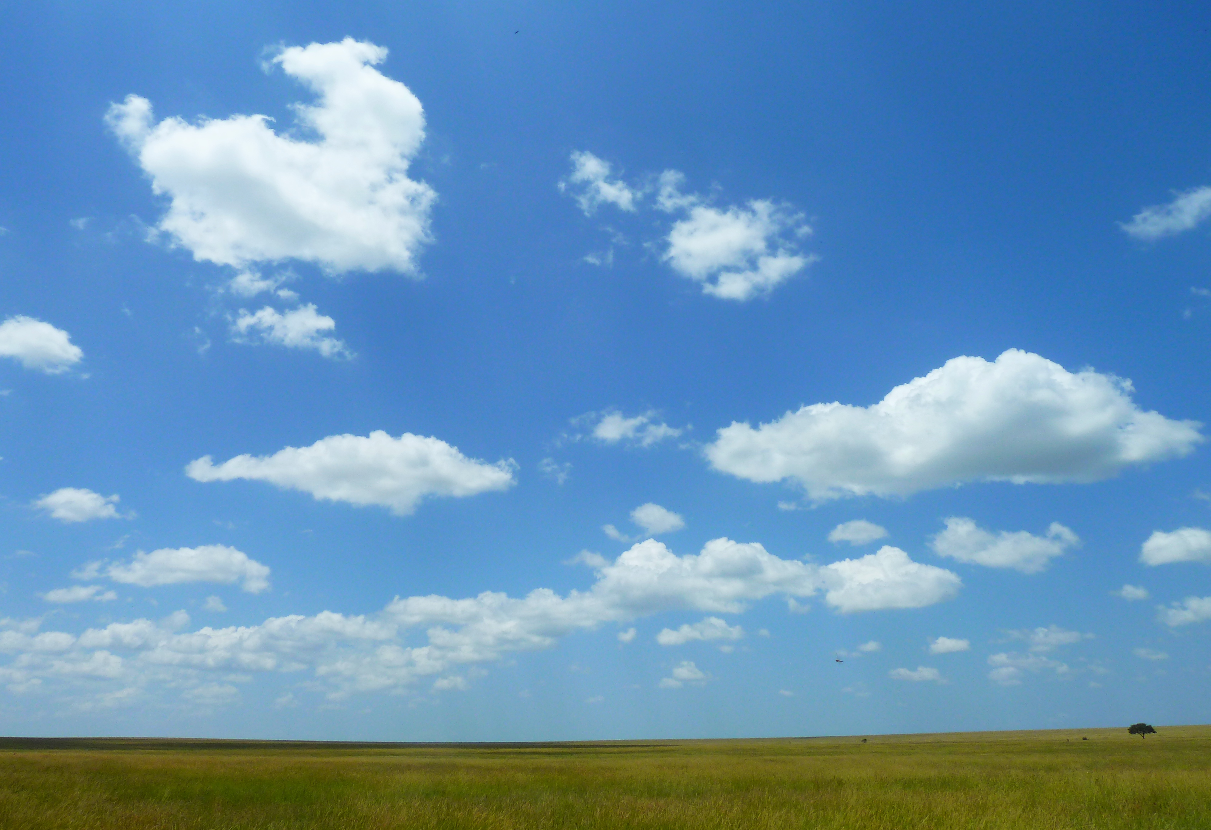 Ballooning – MrKremerScience.com