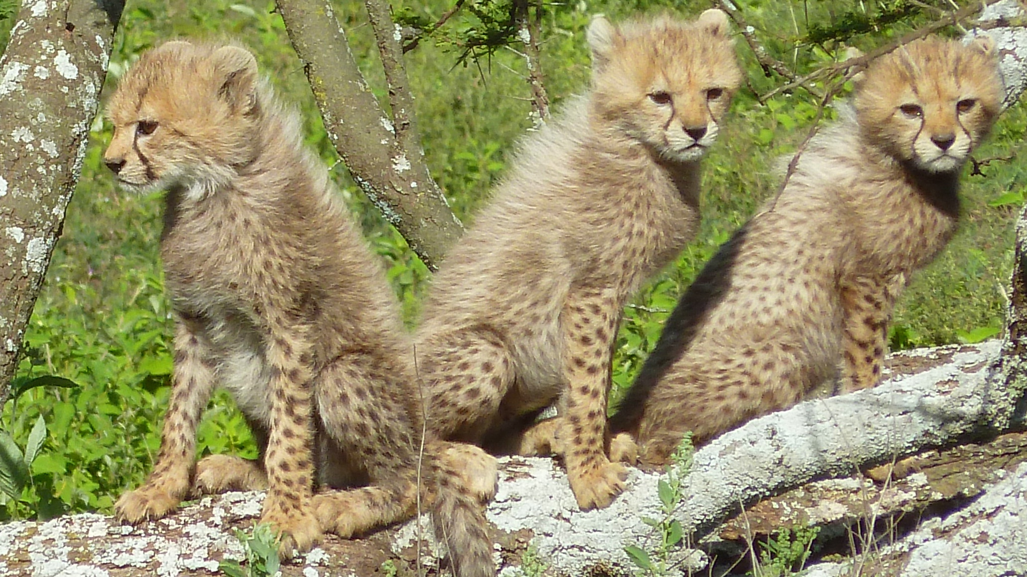 Ballooning – MrKremerScience.com