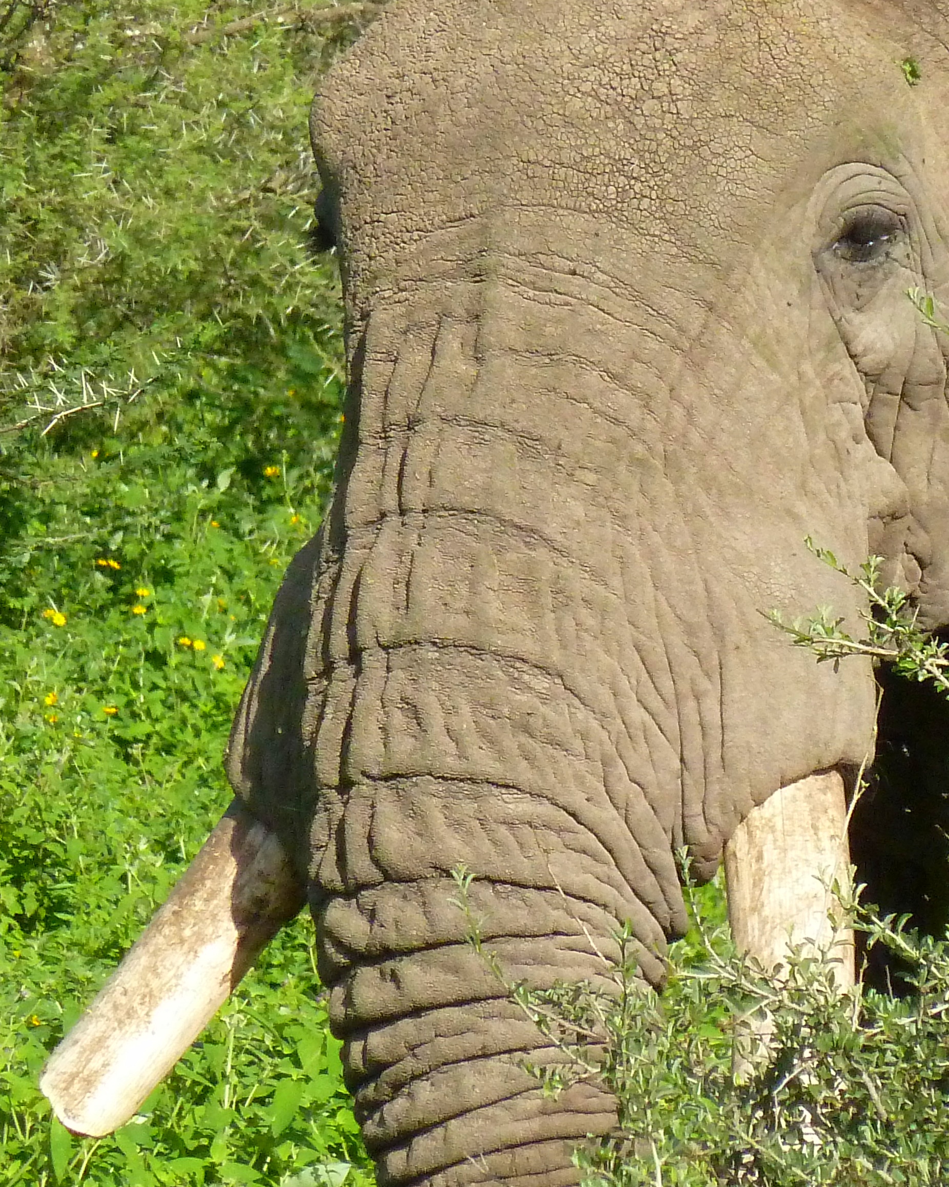 Ballooning – MrKremerScience.com